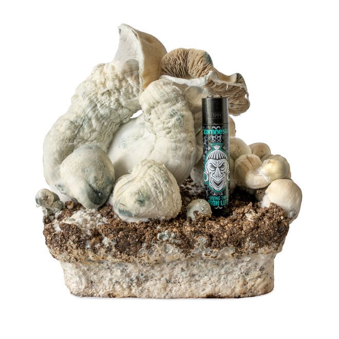 Melmac Monster - Liquid Culture | Acid Shroomz - Zamnesia