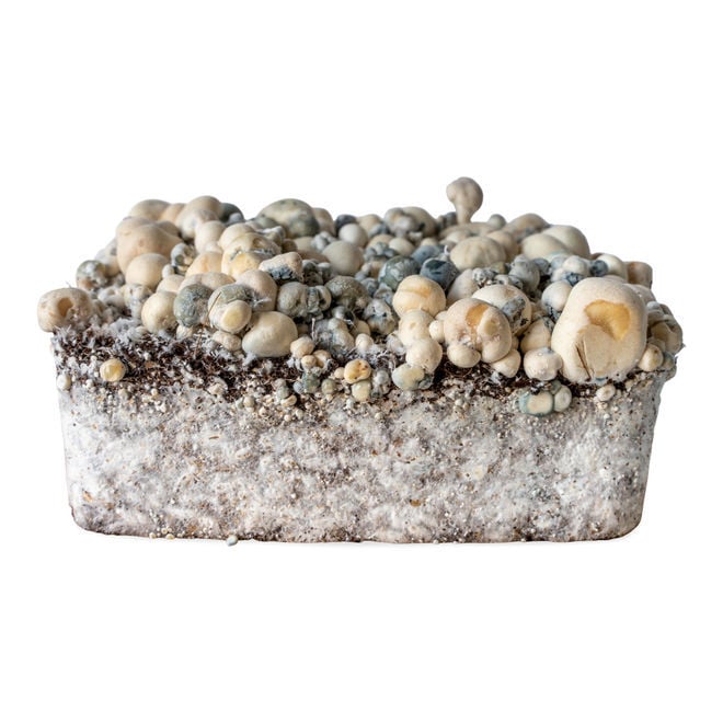 Melmac Monster - Liquid Culture | Acid Shroomz - Zamnesia