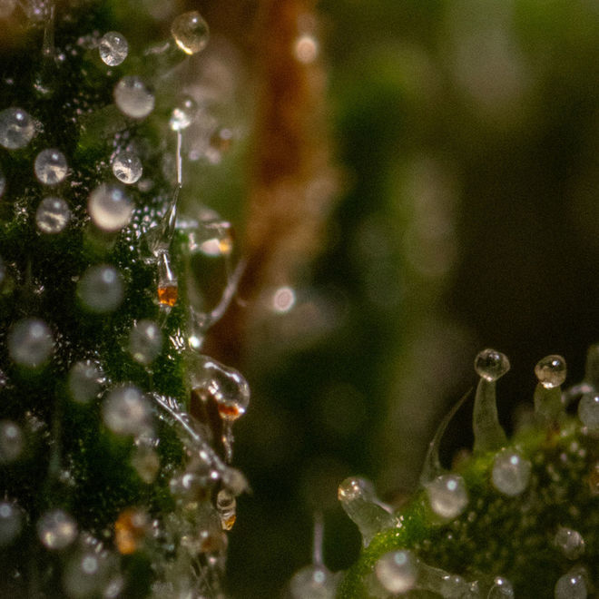 Runtz F1 Hybrid Automatic | Zamnesia Seeds