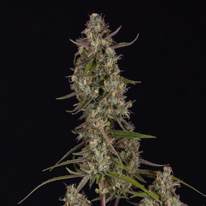 Watermelon Candy F1 Autoflower | Zamnesia Seeds