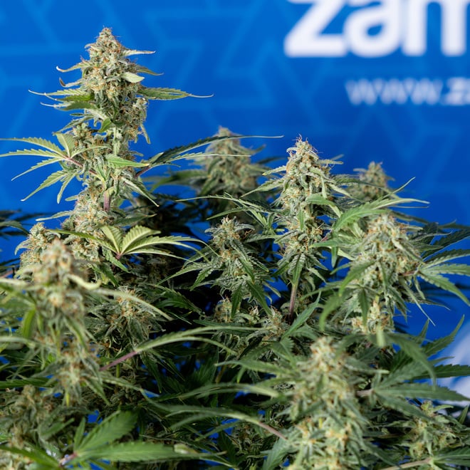 Green Cure CBD F1 Autoflower | Zamnesia Seeds
