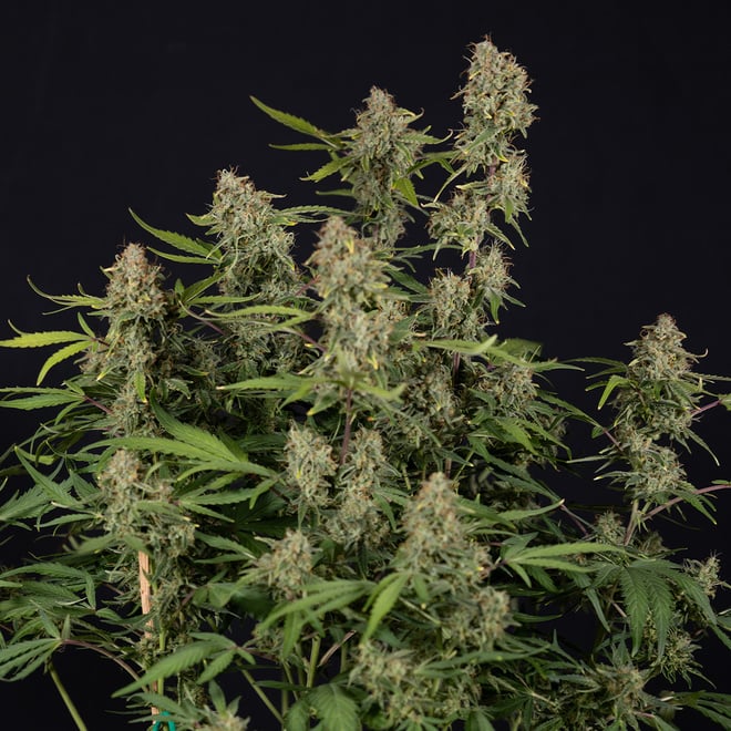 Green Cure CBD F1 Autoflower | Zamnesia Seeds