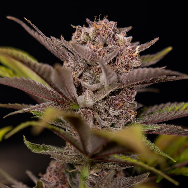 Buy Feminized Slurricane Seeds by Zamnesia | 28% Potency
