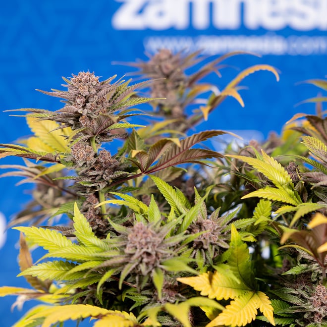 Buy Feminized Slurricane Seeds by Zamnesia | 28% Potency