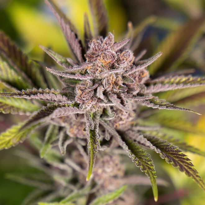 Buy Feminized Slurricane Seeds by Zamnesia | 28% Potency