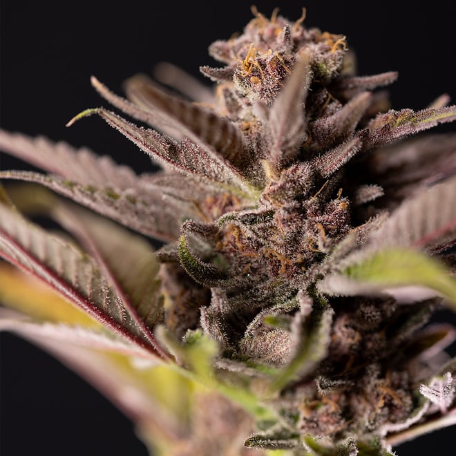 Buy Feminized Slurricane Seeds by Zamnesia | 28% Potency