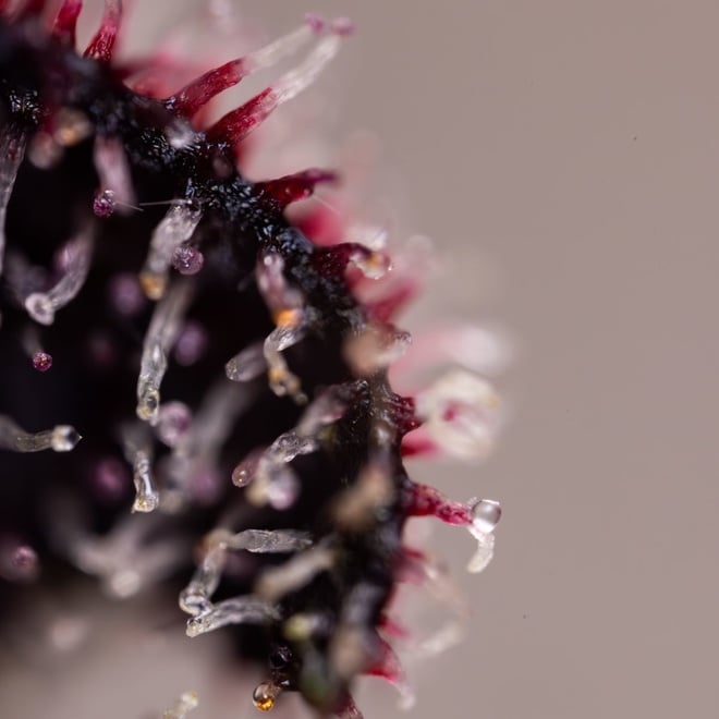 Buy Feminized Slurricane Seeds by Zamnesia | 28% Potency