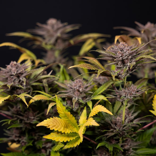 Rainbow Sherbet Autoflower | Zamnesia Seeds - Zamnesia