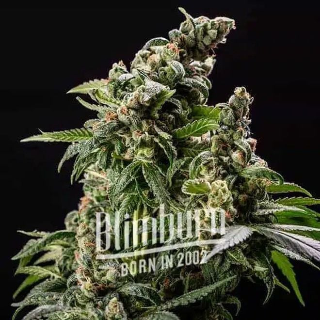 Cafe Racer Auto | Blimburn Seeds