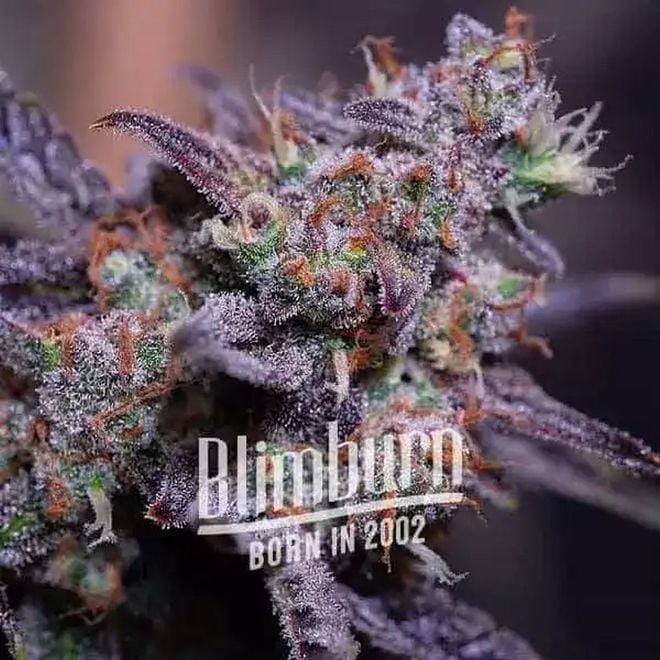 Blackberry Moonstones Auto | Blimburn Seeds