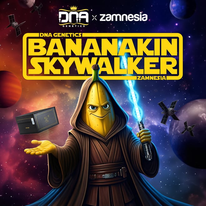 Buy Exclusive Bananakin Skywalker Seeds | 25% Potency