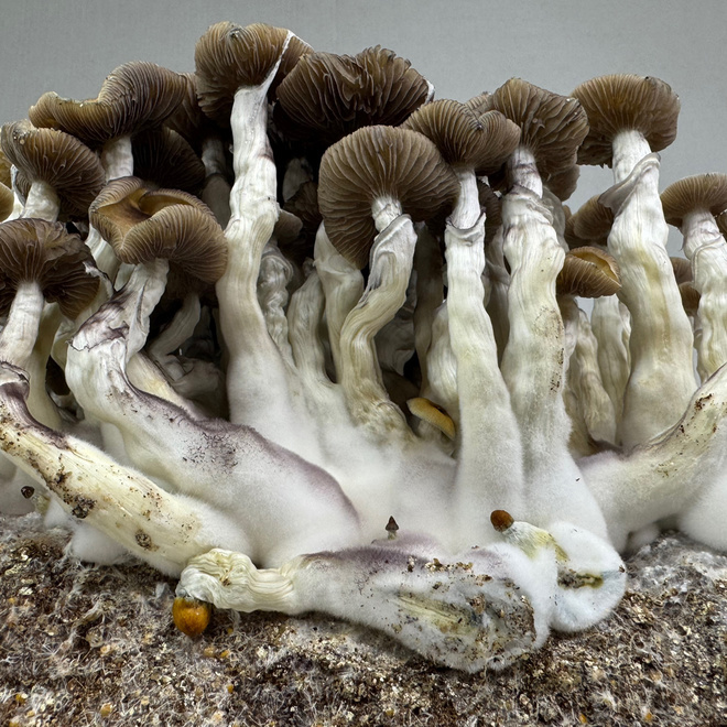 Buy Ready-2-Grow Golden Teacher Bag | Easy Shrooms