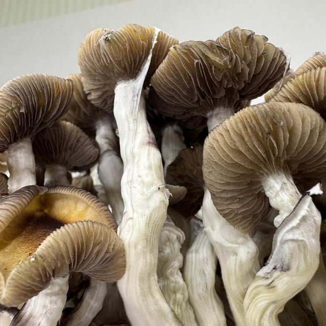 Buy Ready-2-Grow Golden Teacher Bag | Easy Shrooms
