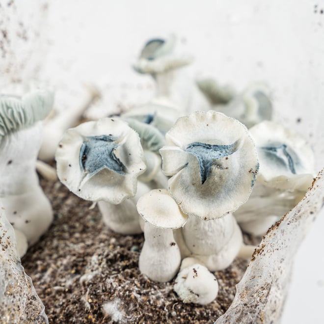 Buy Ready-2-Grow APE Bag | Easy Shroom Grow Kit