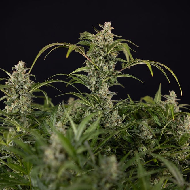 Northern Lights Autoflower | Zamnesia Seeds | Cannabis Seeds