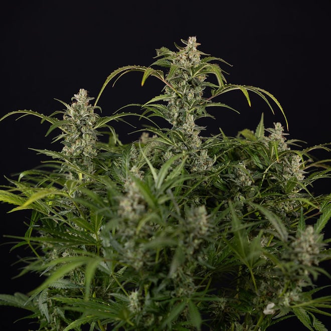 Northern Lights Autoflower | Zamnesia Seeds | Cannabis Seeds