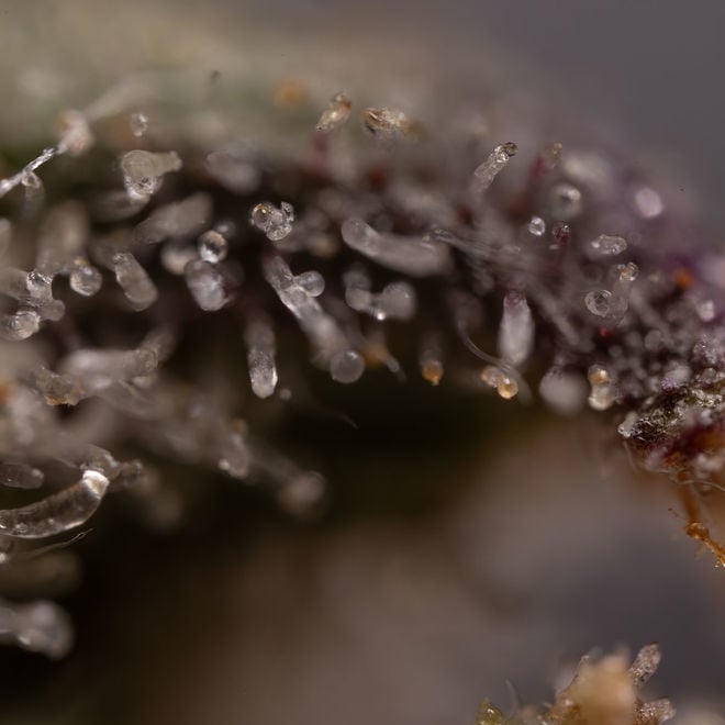 Northern Lights Autoflower | Zamnesia Seeds | Cannabis Seeds