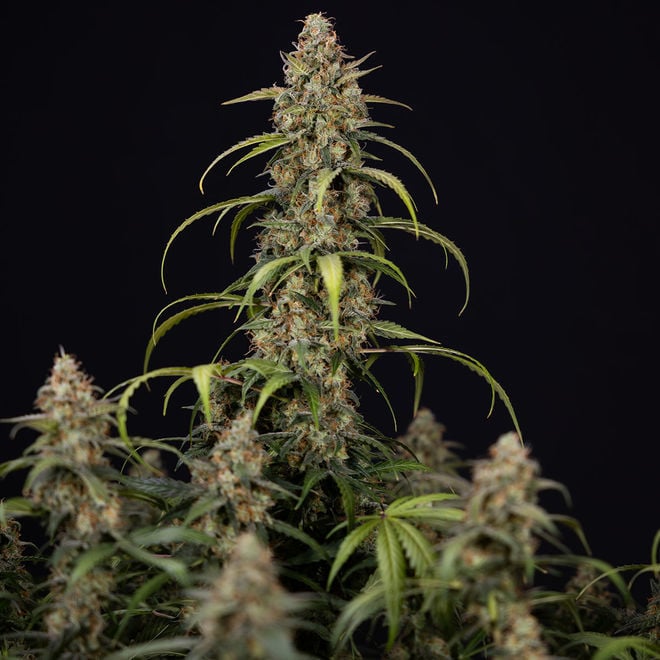 Sticky Beast Autoflower | Zamnesia Seeds | Cannabis Seeds