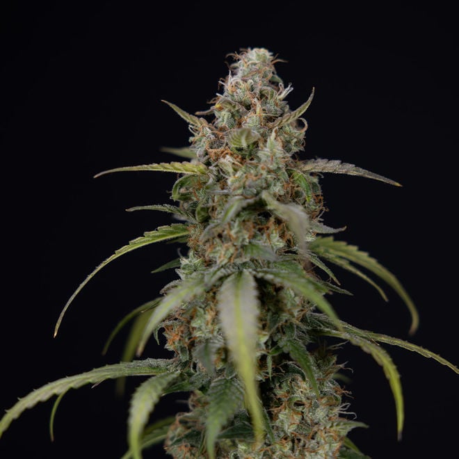 Sticky Beast Autoflower | Zamnesia Seeds | Cannabis Seeds
