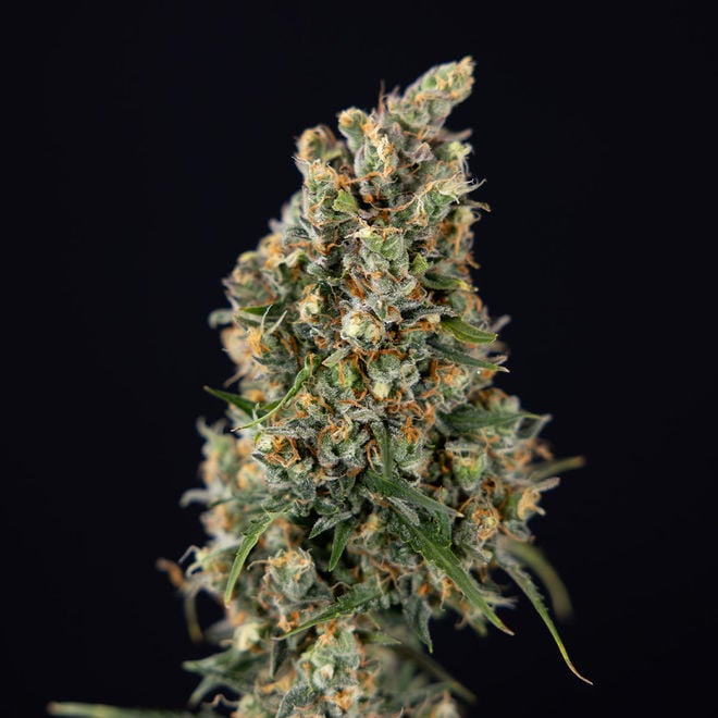 Sticky Beast Autoflower | Zamnesia Seeds | Cannabis Seeds