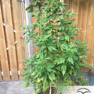 Frisian Duck (Dutch Passion) feminisiert - Zamnesia