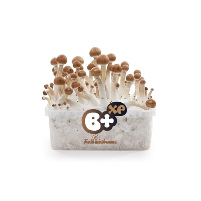 Fresh Mushrooms 'B+' | 🍄 Magic Mushrooms - Zamnesia