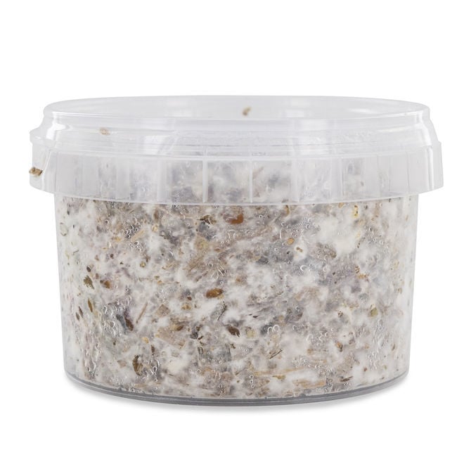 Azurescens 🍄Outdoor Magic Mushroom Grow Kit