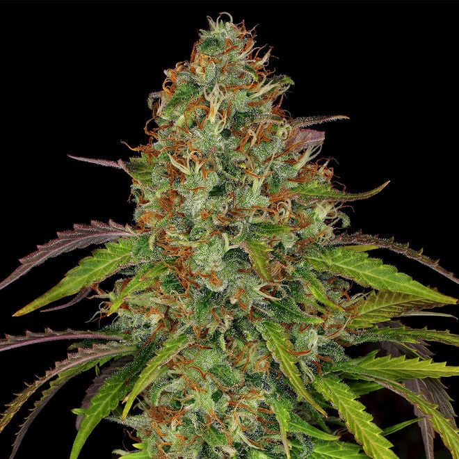 Lemon Power Haze - Zamnesia Seeds