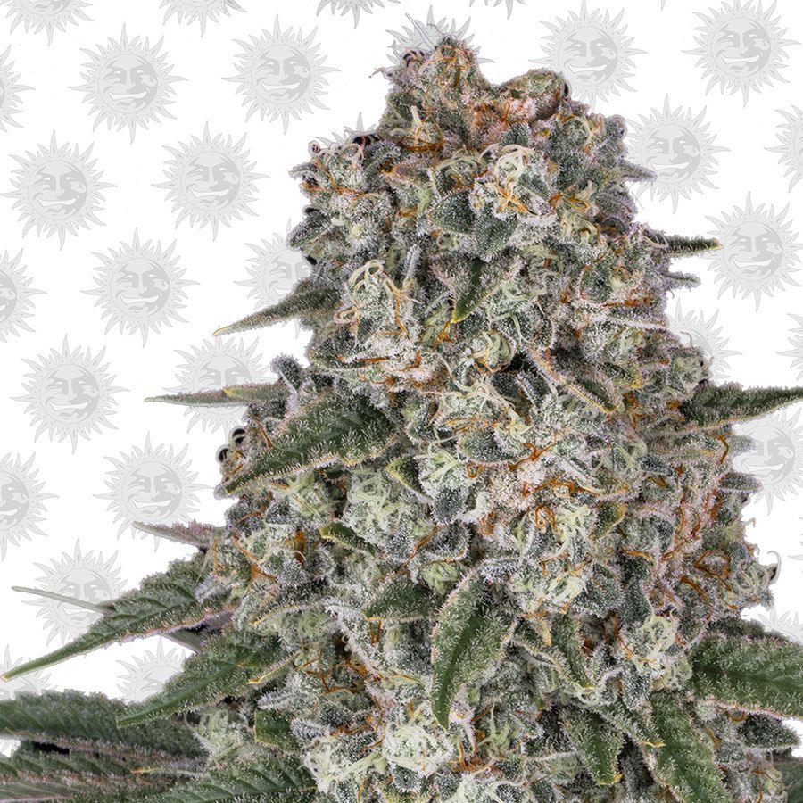 Banana Pound Cake Strain - Cake Tips and Reference Banana Pound Cake Strain - Cake Tips and Reference