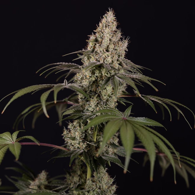 Runtz Autoflower | Zamnesia Seeds | Cannabis Seeds