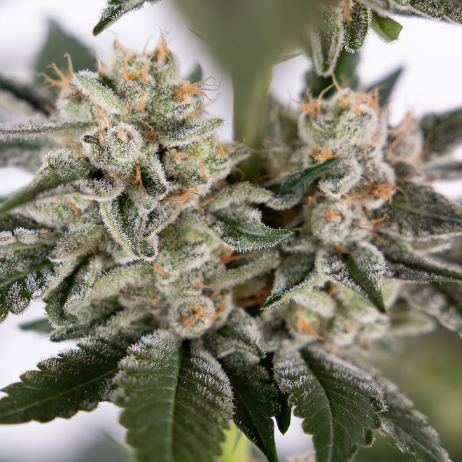 Runtz Autoflower | Zamnesia Seeds | Cannabis Seeds