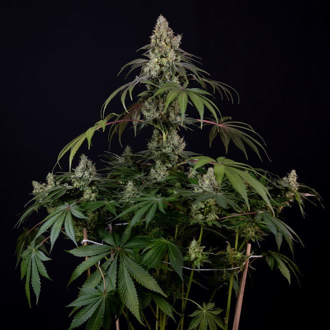 Runtz Autoflower | Zamnesia Seeds | Cannabis Seeds