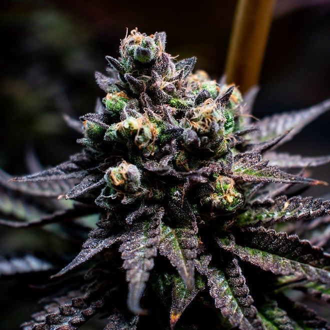 Watermelon Candy | Zamnesia Seeds