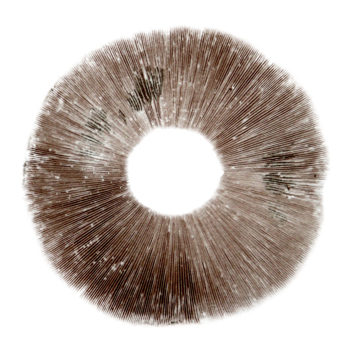 Psilocybe Azurescens Spore Print