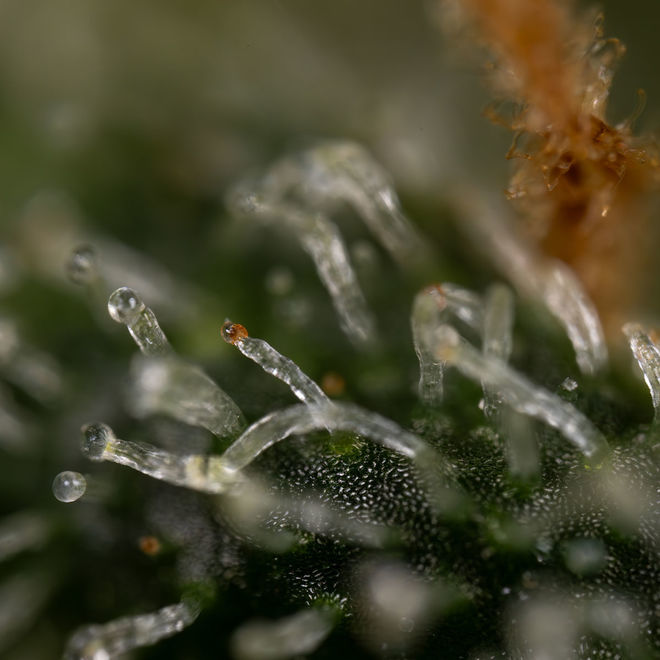 Purple Haze Autoflower | Zamnesia Seeds