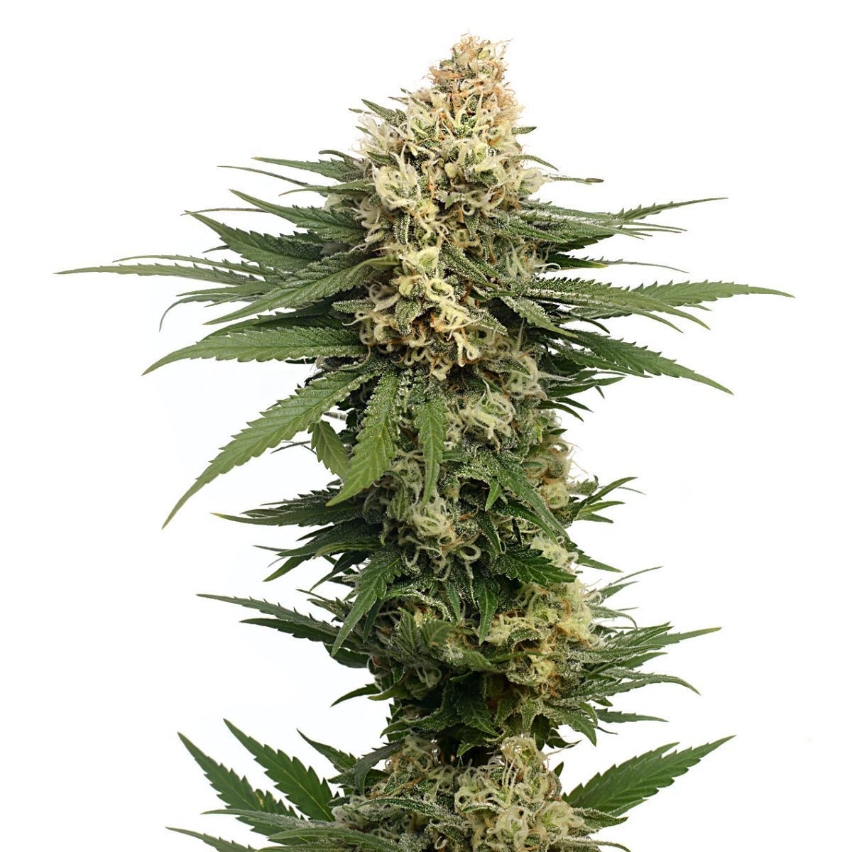 Dynamighty Automatic | Amsterdam Genetics - Zamnesia