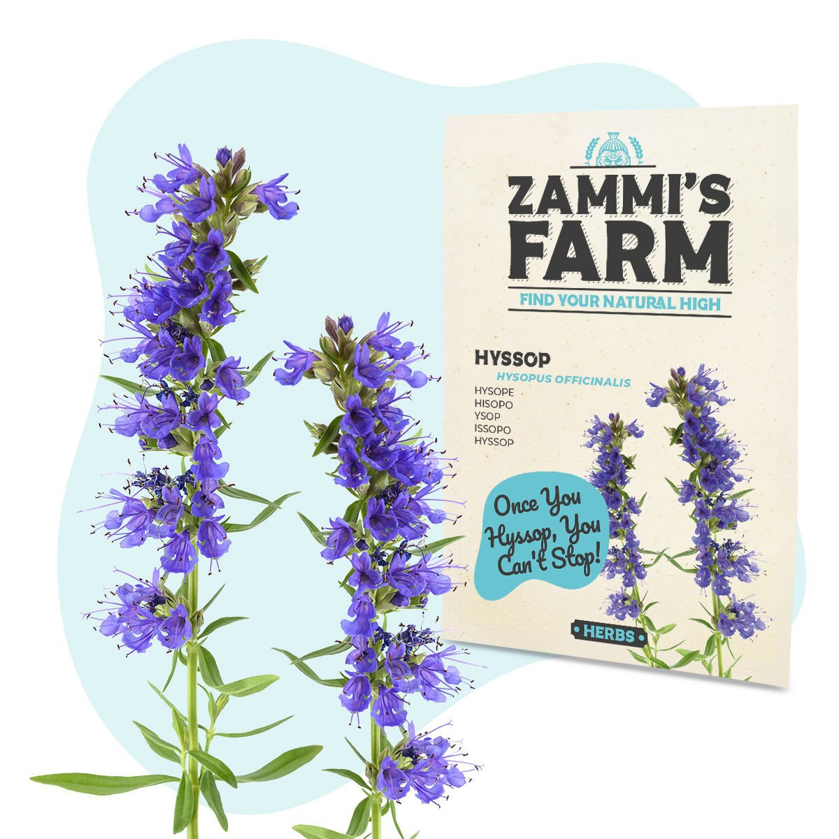 Hyssop (Hyssopus officinalis) Seeds - Zamnesia UK