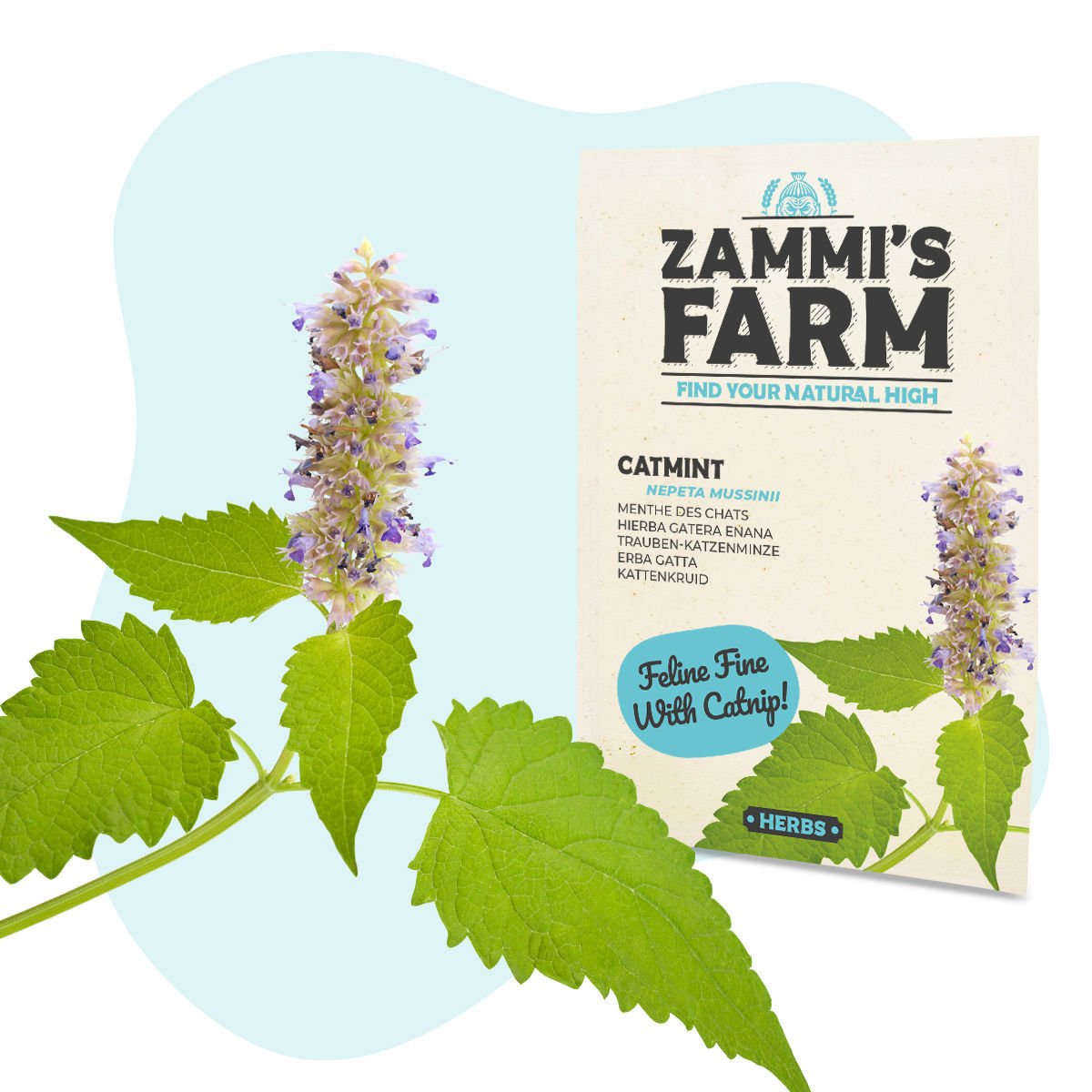 Catmint (Nepeta mussinii) Seeds - Zamnesia