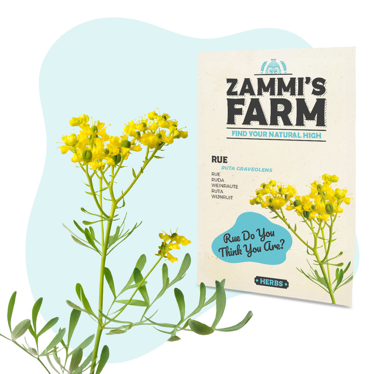 Rue (Ruta graveolens) Seeds - Zamnesia