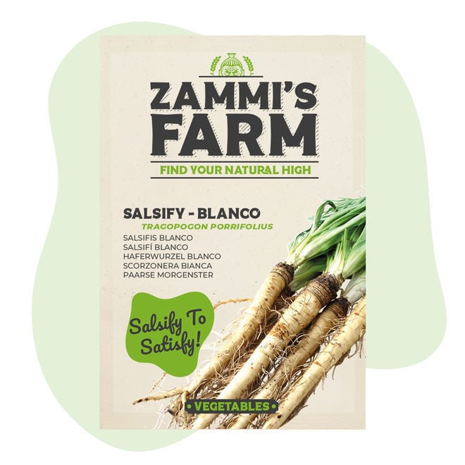 Salsify (Tragopogon porrifolius) Blanco Seeds - Zamnesia