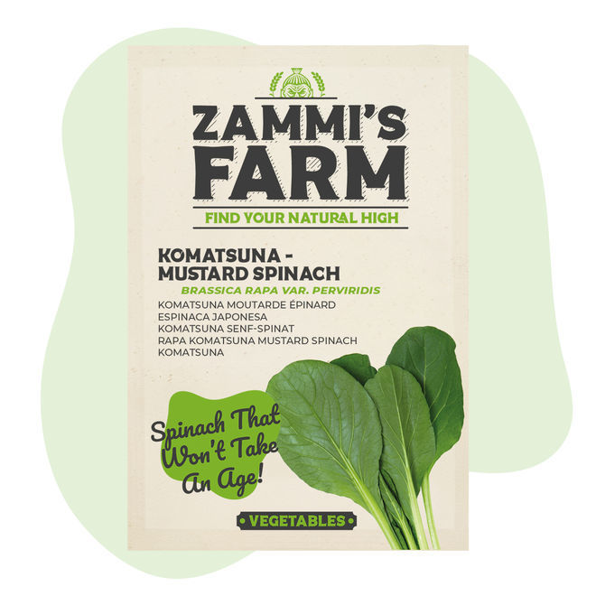 Komatsuna / Mustard Spinach (Brassica rapa var. perviridis) - Zamnesia