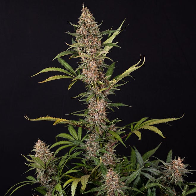 Black Orchid Autoflower | Zamnesia Seeds