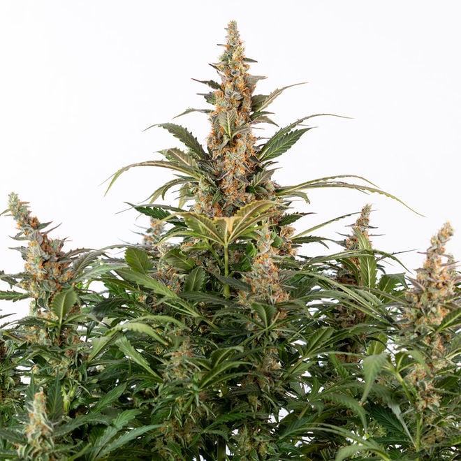Black Orchid Autoflower | Zamnesia Seeds
