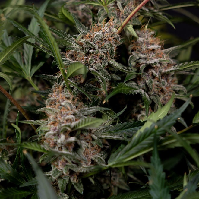 Black Orchid Autoflower | Zamnesia Seeds