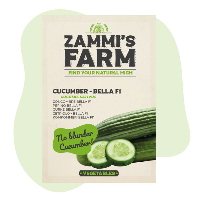 Cucumber Bella F1 (Cucumis sativus) Seeds - Zamnesia