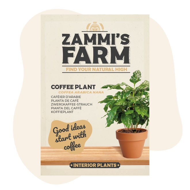 Coffee Plant (Coffea arabica nana) Seeds - Zamnesia