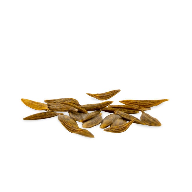 Klip Dagga (Leonotis nepetifolia) Seeds - Zamnesia