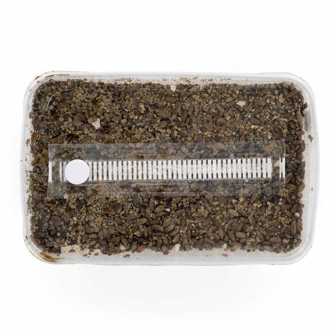 Sterilised Substrate Kit - Zamnesia