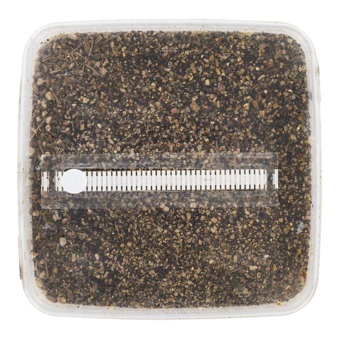 Sterilised Substrate Kit - Zamnesia