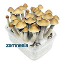 Magic Mushrooms | Psilocybe Cubensis Growkits | Mushroom spores - Zamnesia